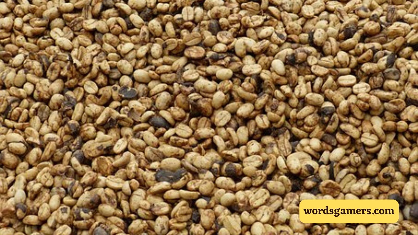 Manual para sembrar café paso por paso