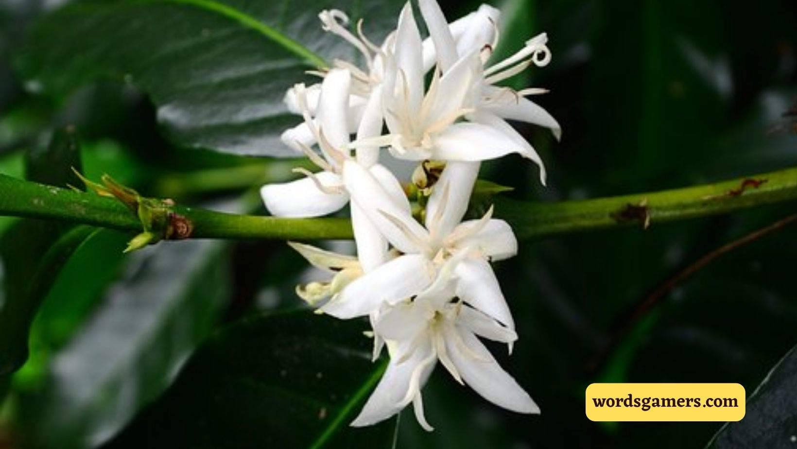 Manual para sembrar café paso por paso