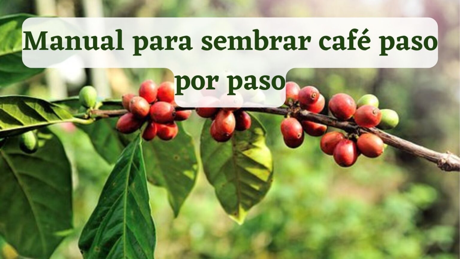 Manual para sembrar café paso por paso