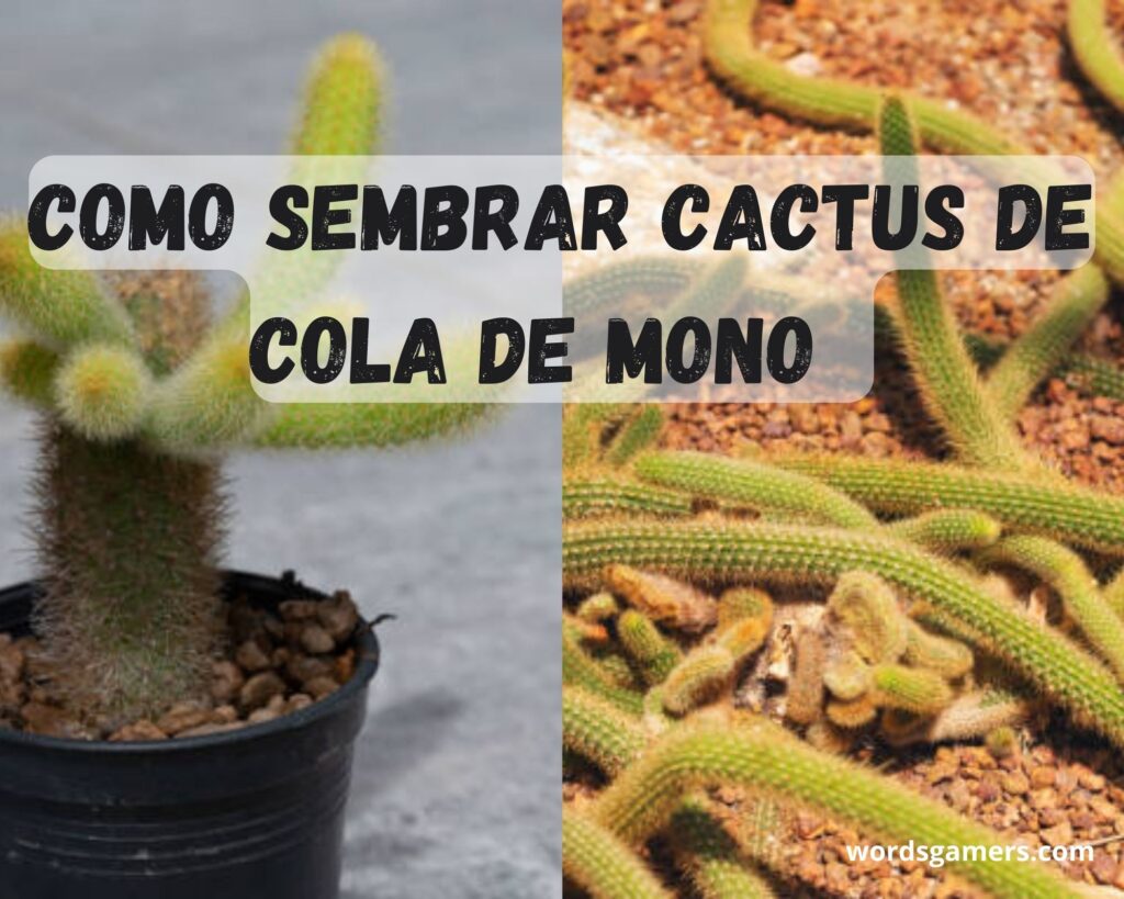 COMO SEMBRAR CACTUS DE COLA DE MONO Y SUS PRECAUCIONES