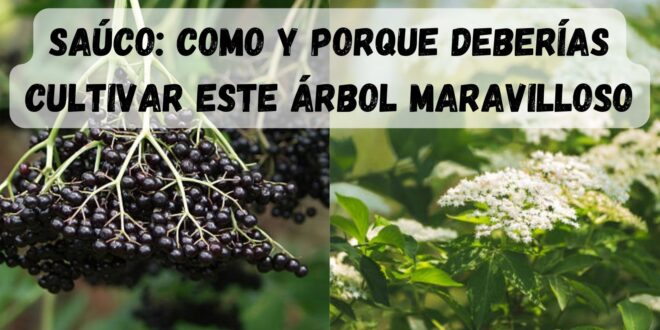 SAÚCO: COMO Y PORQUE DEBERÍAS CULTIVAR ESTE ÁRBOL MARAVILLOSO